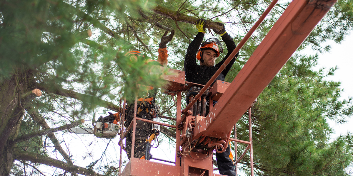 Why Tree Trimmers Need Specialized Insurance | Integrity Insurance